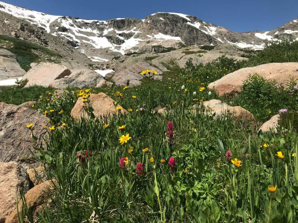 Best Wildflower Hike in Rocky Mountain National Park