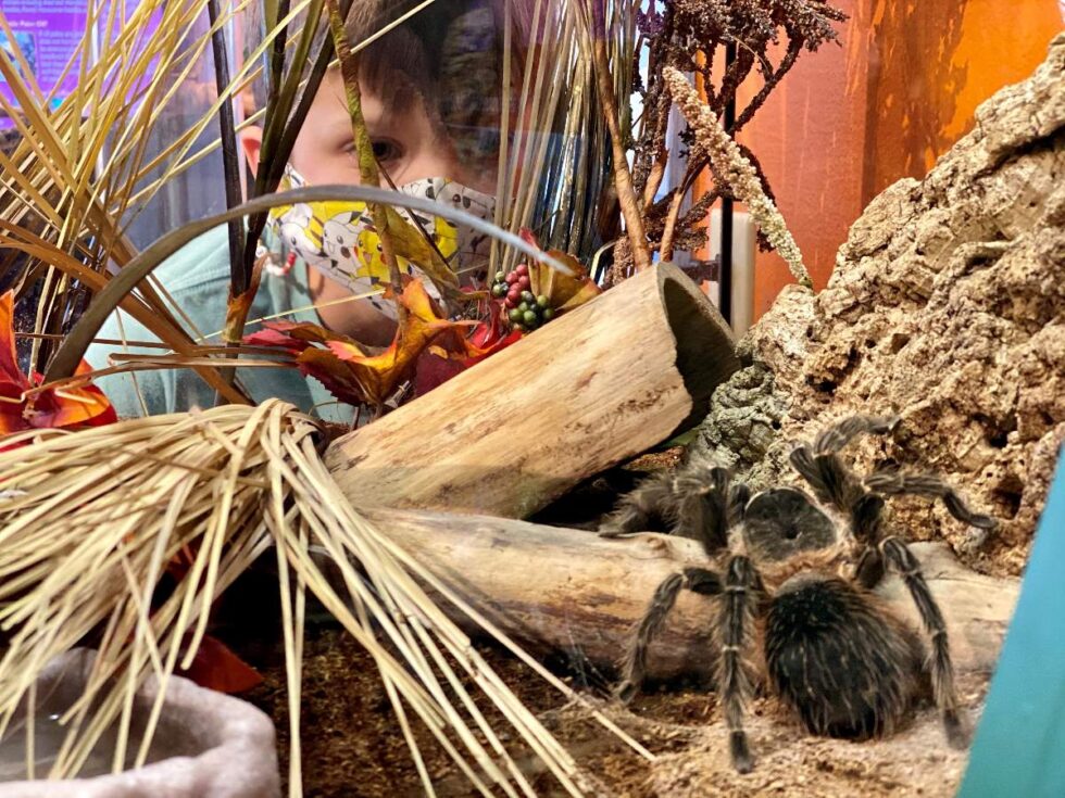Butterfly Pavilion - Ideas for Celebrating Earth Month